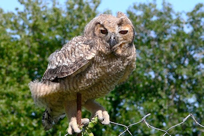 solitary dog sculptor: Animals - Animales: Birds - Pajaros - Owls ...