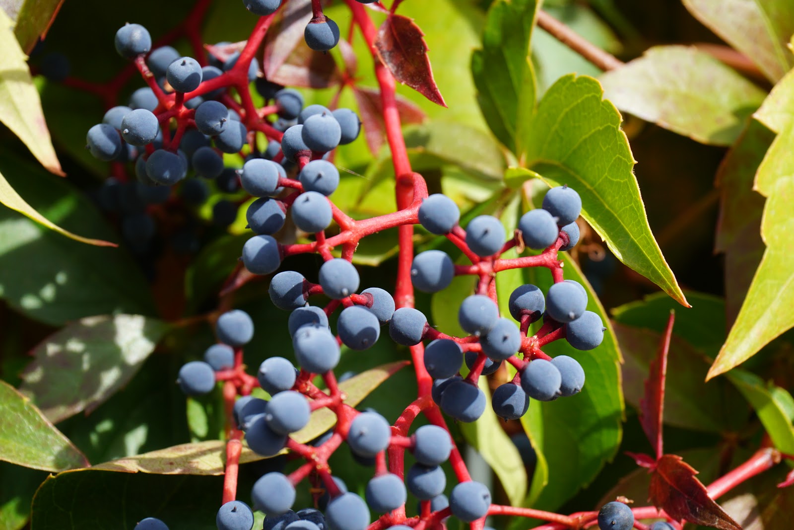 Plantas de Huerta Otea, Salamanca: Parra de Virginia, para virgen ...