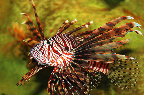 SEA LIFE Minnesota Aquarium
