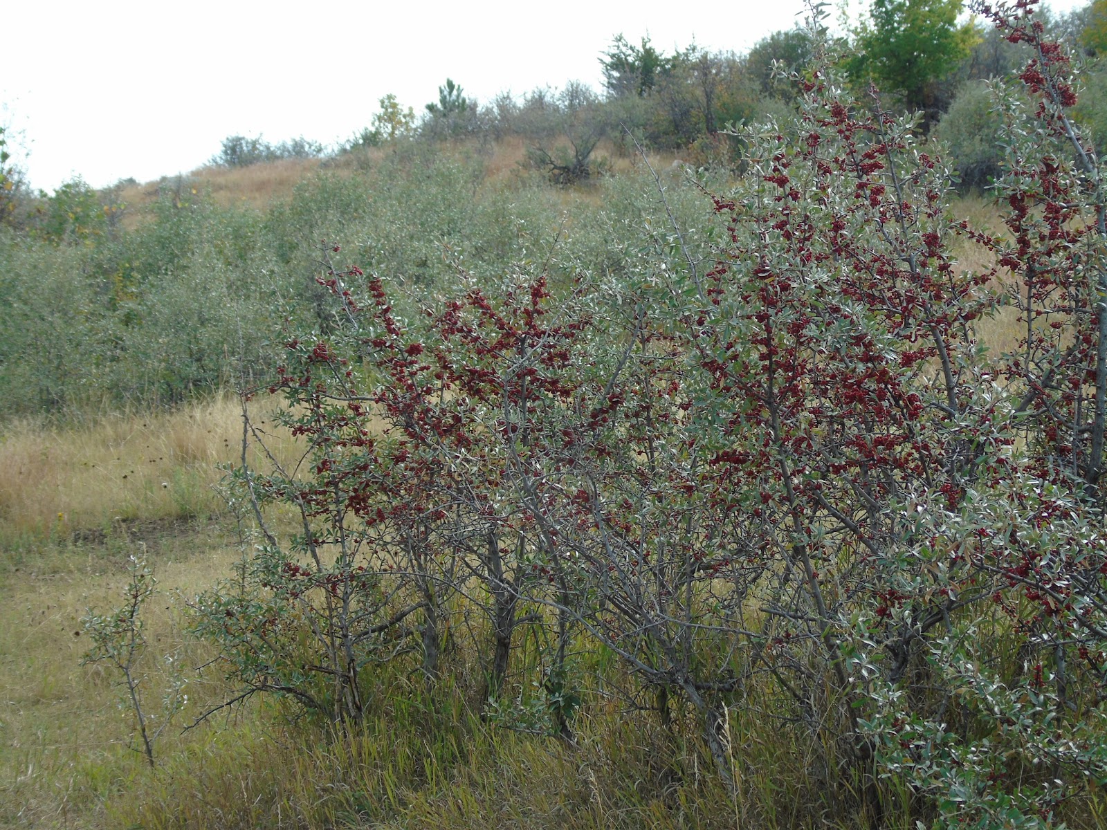 Bees, Birds, Berries, and Blooms!: September 2017