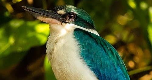 Collared kingfisher | Birds of India | Bird World