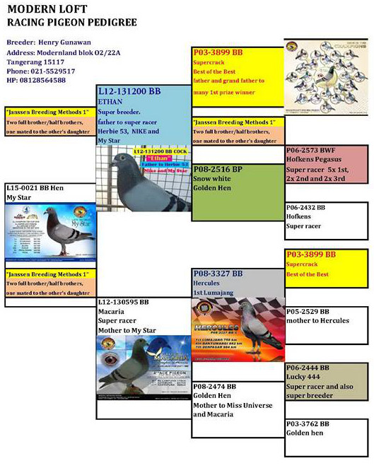 Breeding Merpati Pos dengan Metode Janssen