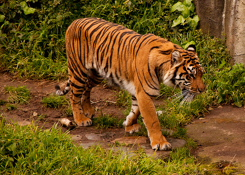 Harimau Sumatera, Kucing Terbesar di Indonesia | Negeri Subur