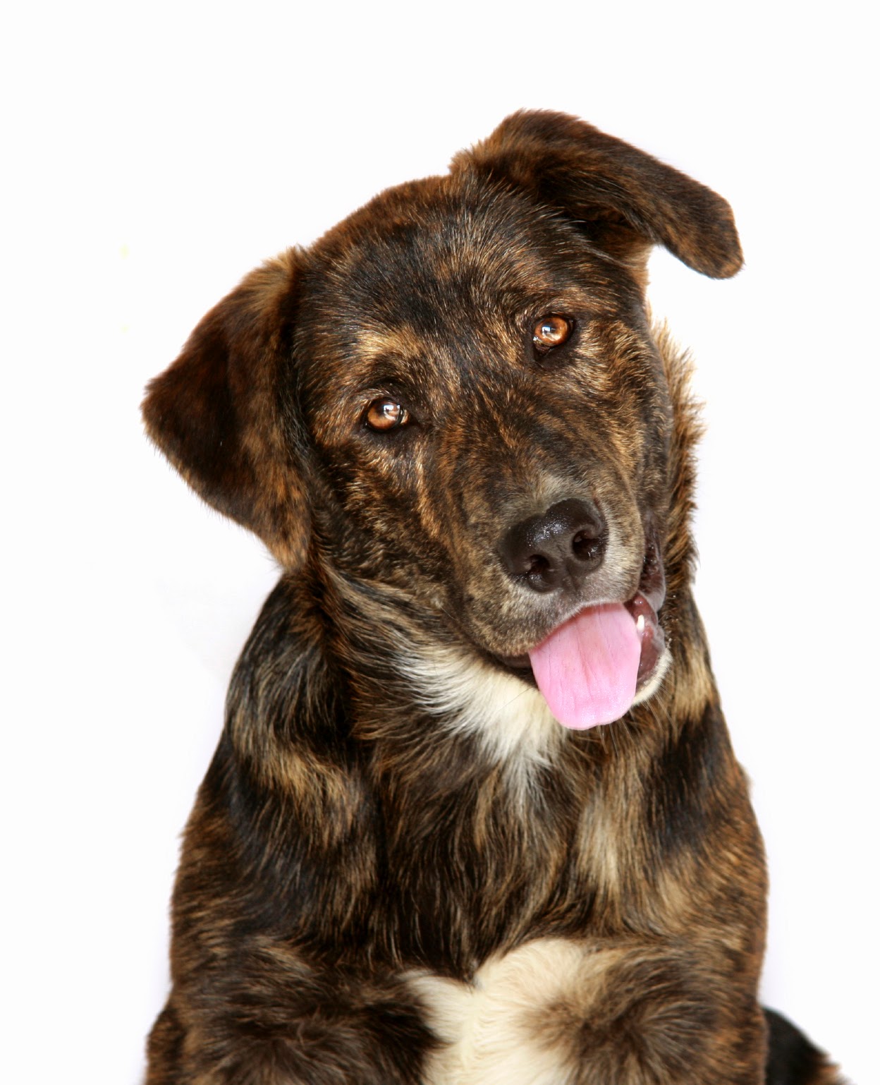 Critter Sitter's Blog: More Lovable Mutts