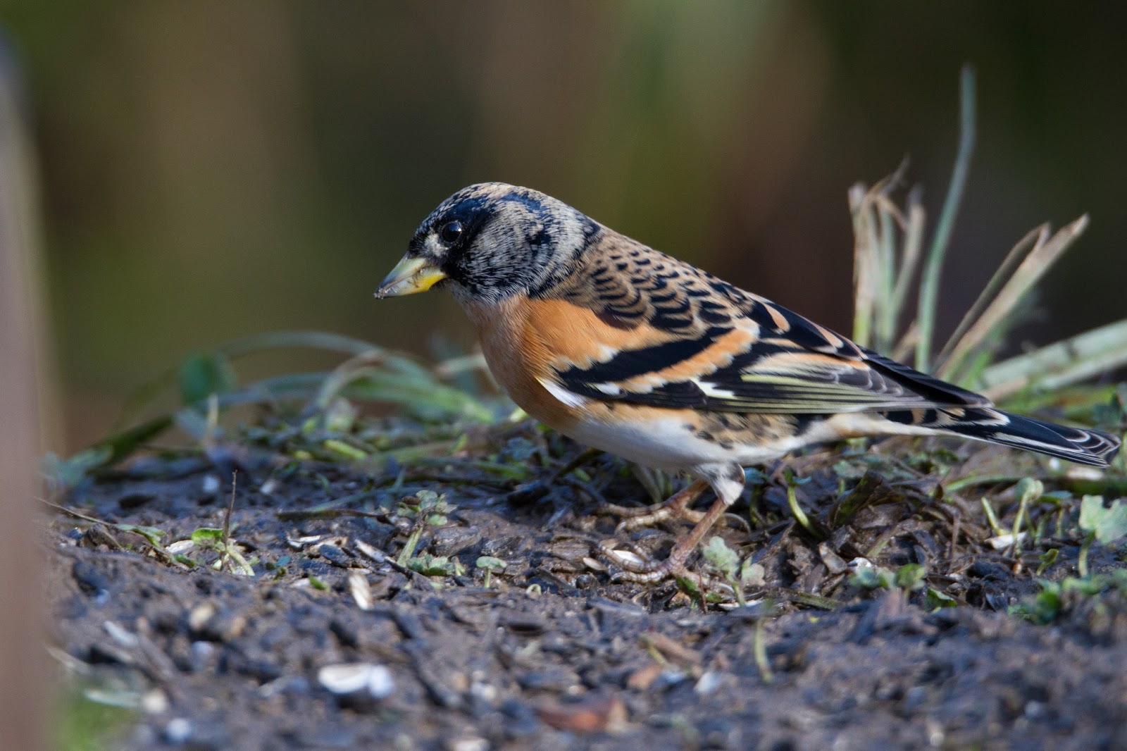 TrogTrogBlog: Bird of the week - Brambling