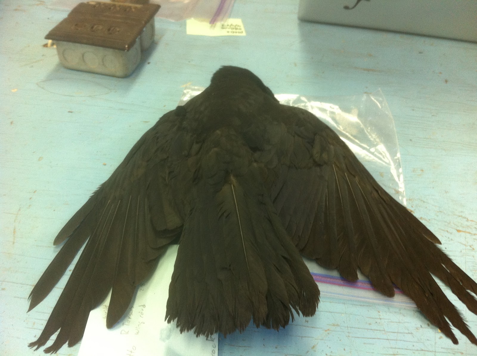 Graveyard Rat: Sam Black Crow or Adventures in Taxidermy