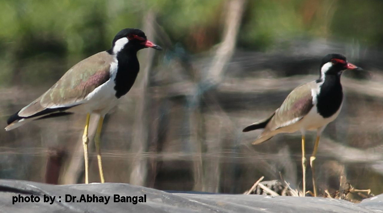 किलबिल किलबिल पक्षी बोलती