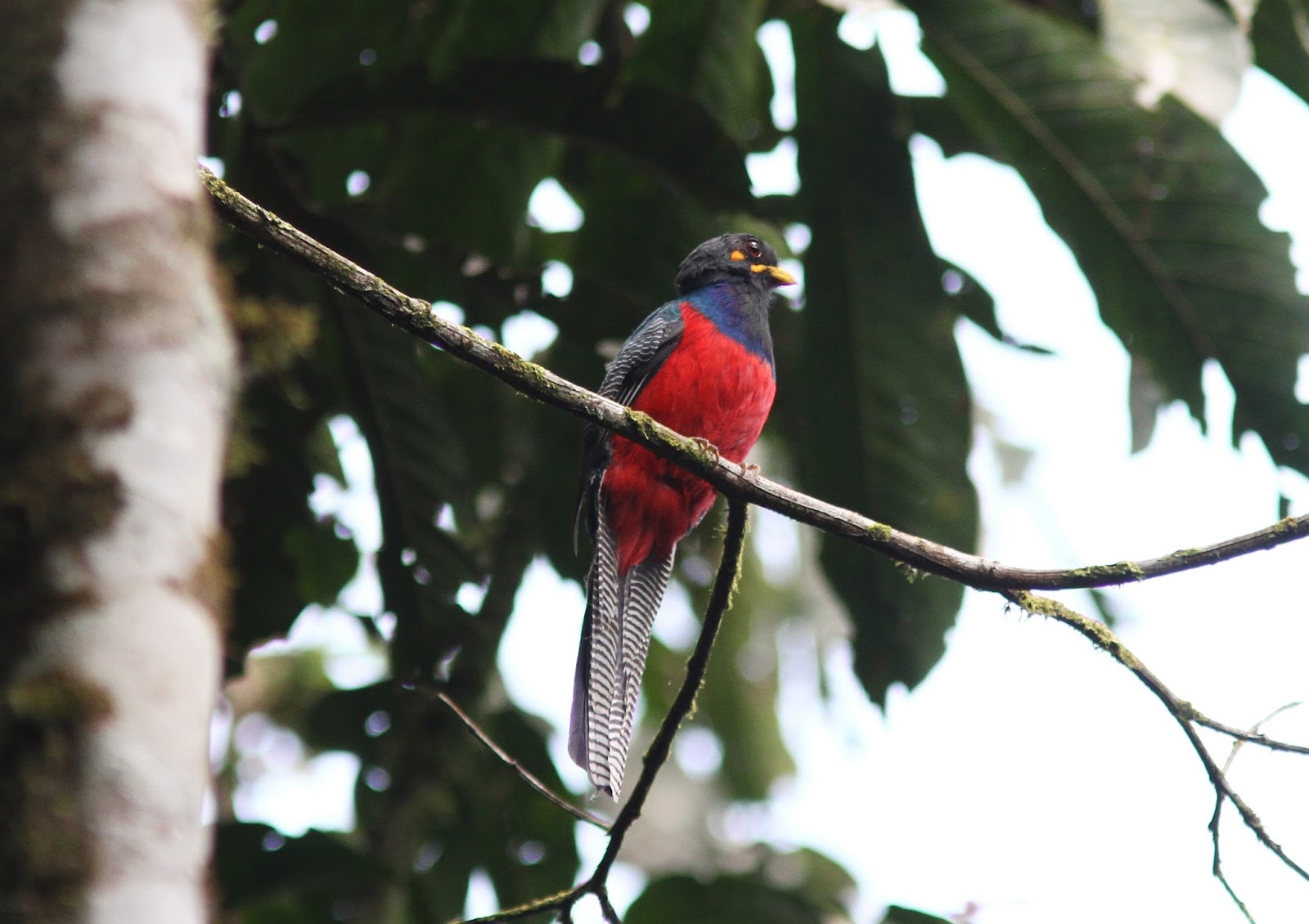 Matt Eade's Blog: Uganda - Day 13 29/6/16