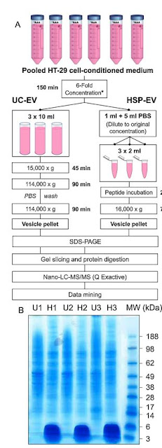 News in Proteomics Research: "Miniprep" methodology for extracellular ...