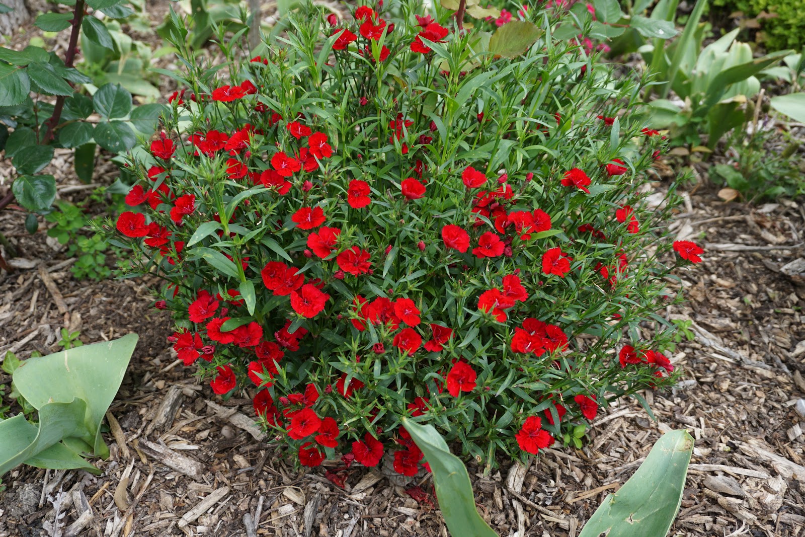 Plantas de Huerta Otea, Salamanca: Clavelina (Dianthus chinensis)