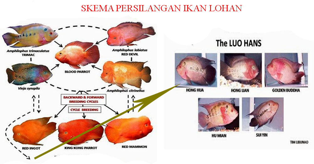 Jenis Jenis Lou Han - Jenis Tanaman Hidroponik