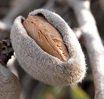 Flora y Fauna Patagónica: Plantas que curan... ALMENDRAS AMARGAS