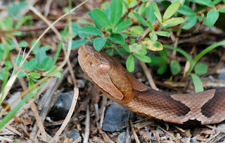 North Georgia Naturalist: Copperhead - Murray County