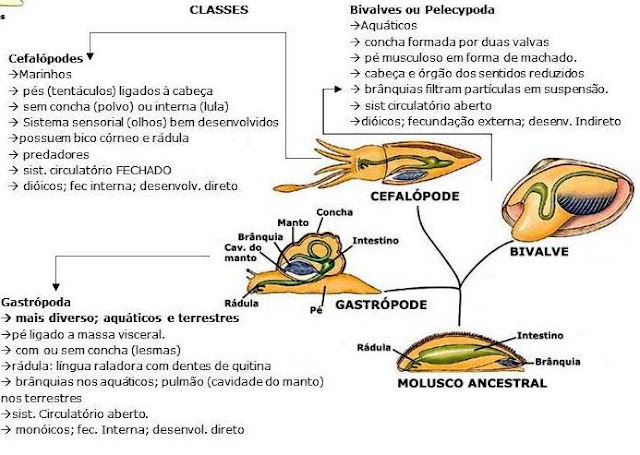 Blog Biologia: Resumo - Moluscos