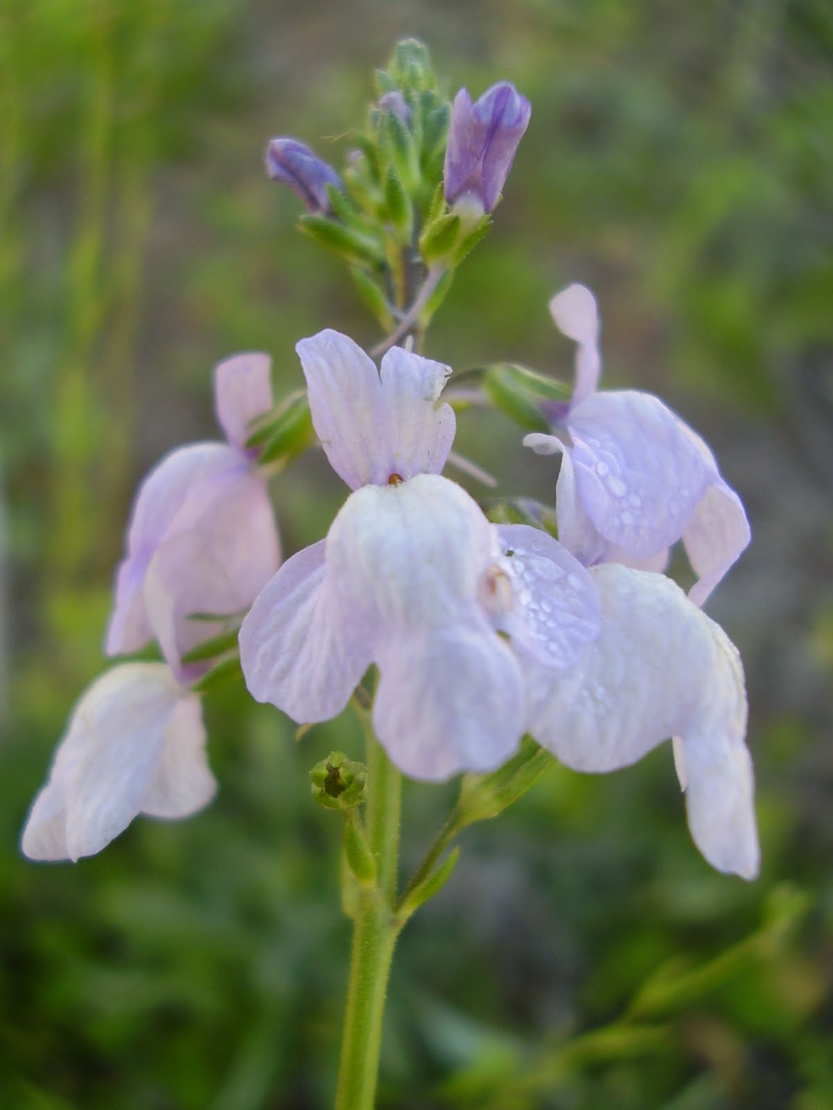 Naturaleza entrerriana: Linaria canadensis