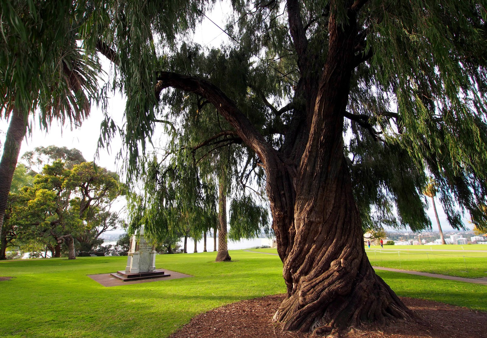 Perth Daily Photo : Pink marble & the 'whomping willow'.....