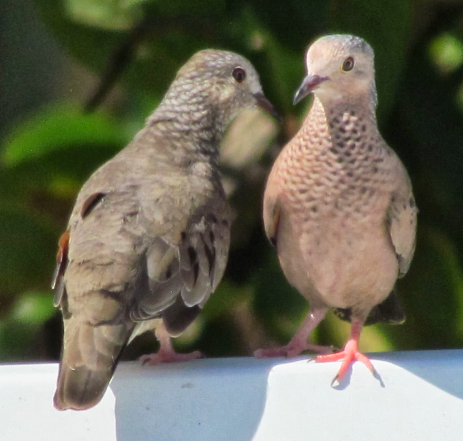 Foto Blog Puerto Rico: Fotos de Aves: Guaraguao, Falcón y Mas...