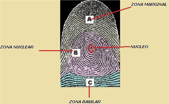 El dactilograma: C) IMPORTANCIA DE LA ZONA CENTRAL EN LA CLASIFICACIÓN ...