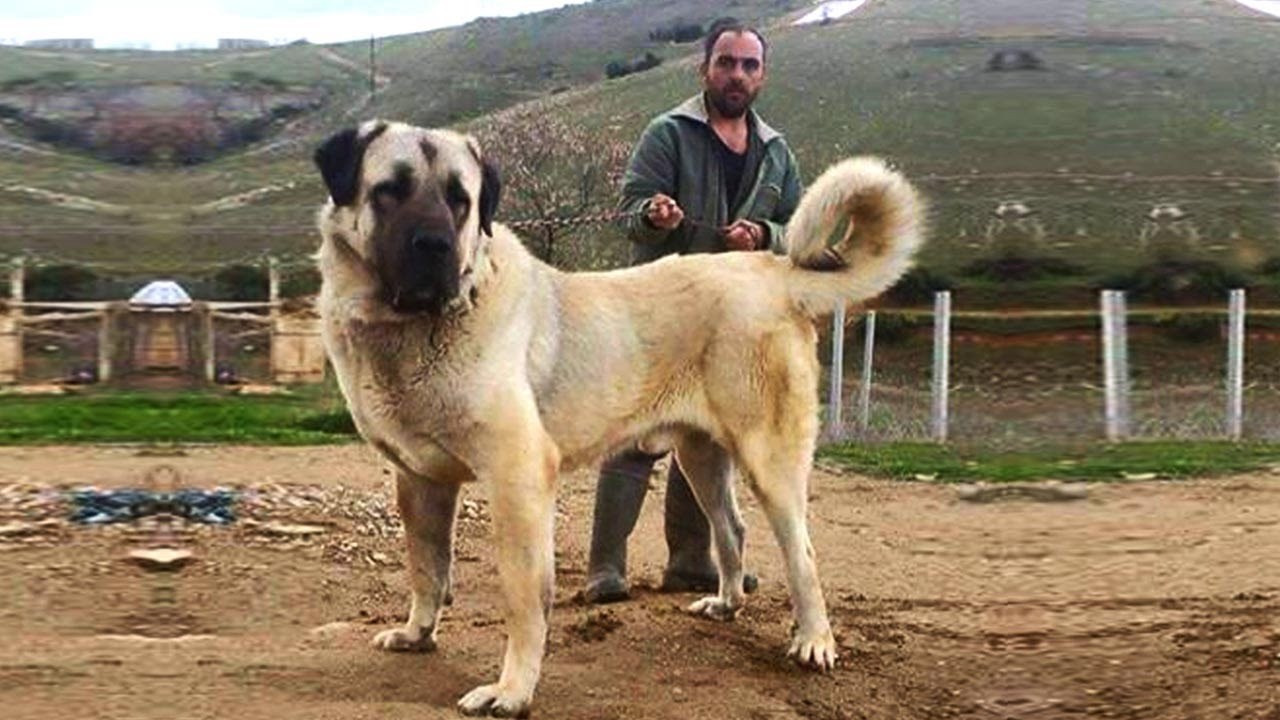 Kangal Hund
