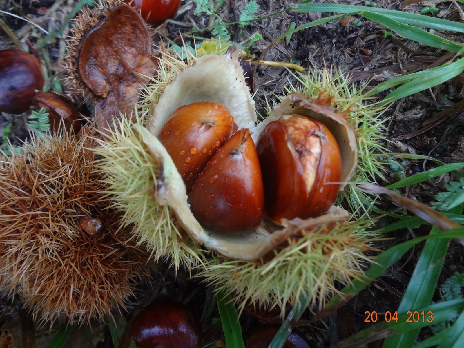 From Our Home: Picking Chestnuts at Pinehaven Farm
