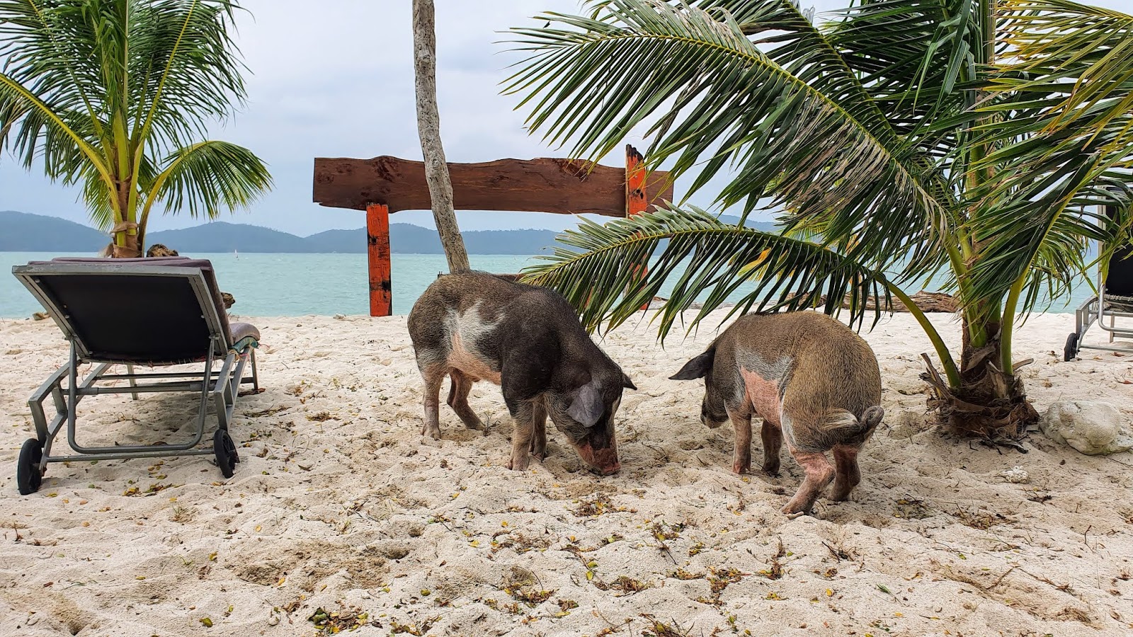 跟著公司去旅遊，泰國蘇美島 (Koh Samui) 員工訓練週