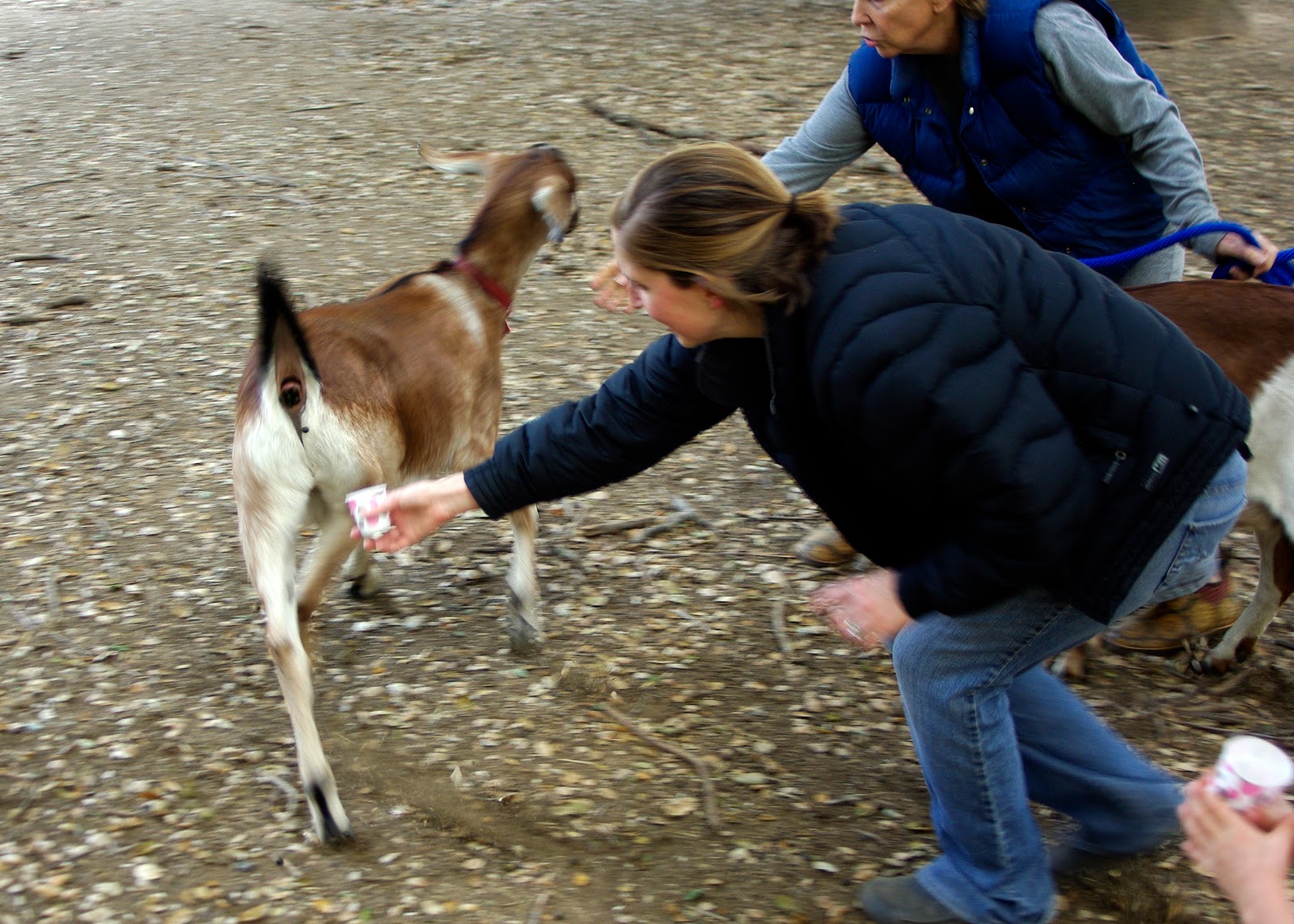 The Beneficial Bee: The Good and Gross of Goat Ownership