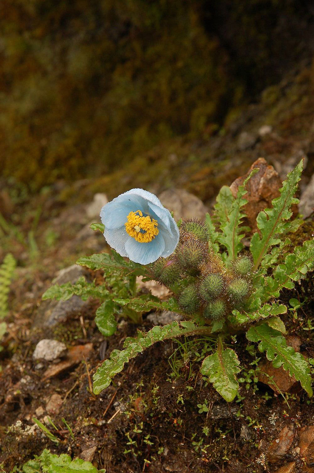 Meconopsis World - A Visual Reference: Meconopsis speciosa - Photos In ...