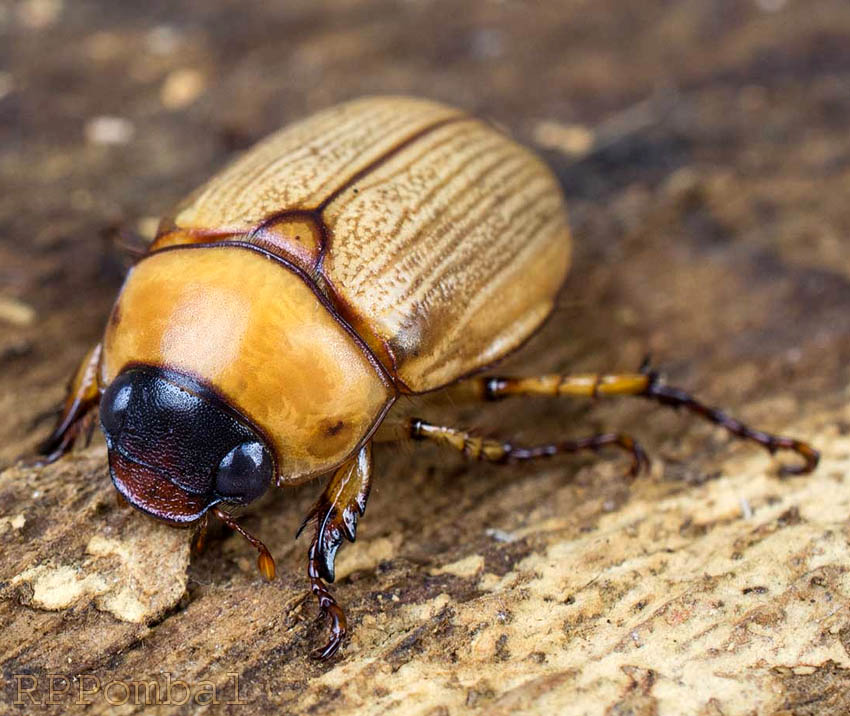 Insetologia - Identificação de insetos: Besouro Cyclocephala em São Paulo