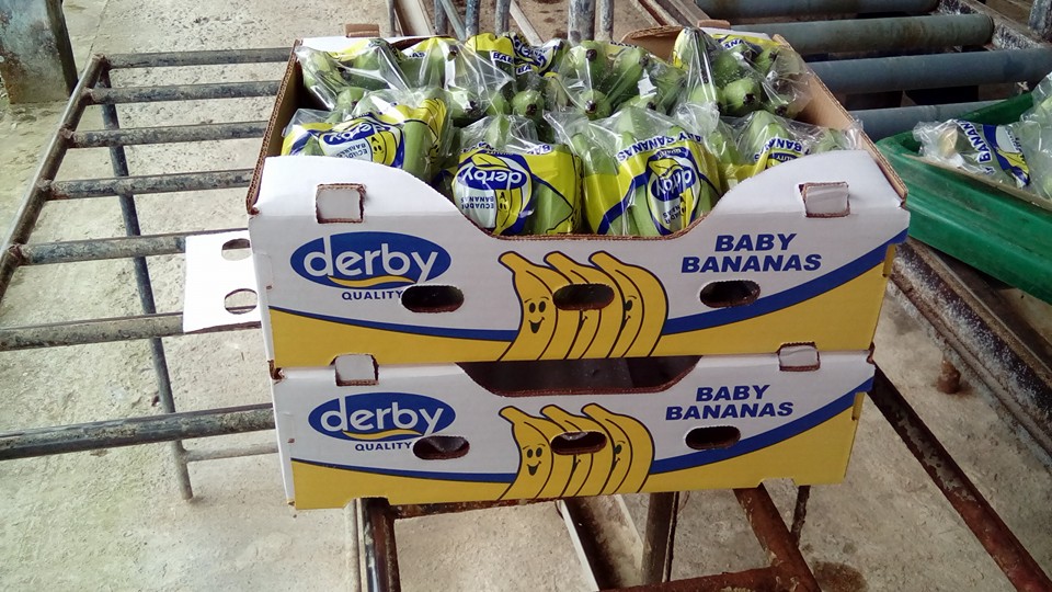 DERBY ® Popular brand : : BABY "derby " BANANA