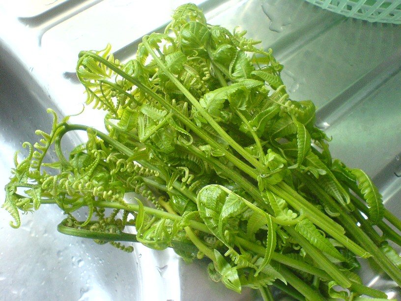 Resep dan Cara Masak Sayur Pakis yang Lezat Menggoda ~ Dapur Onlineku