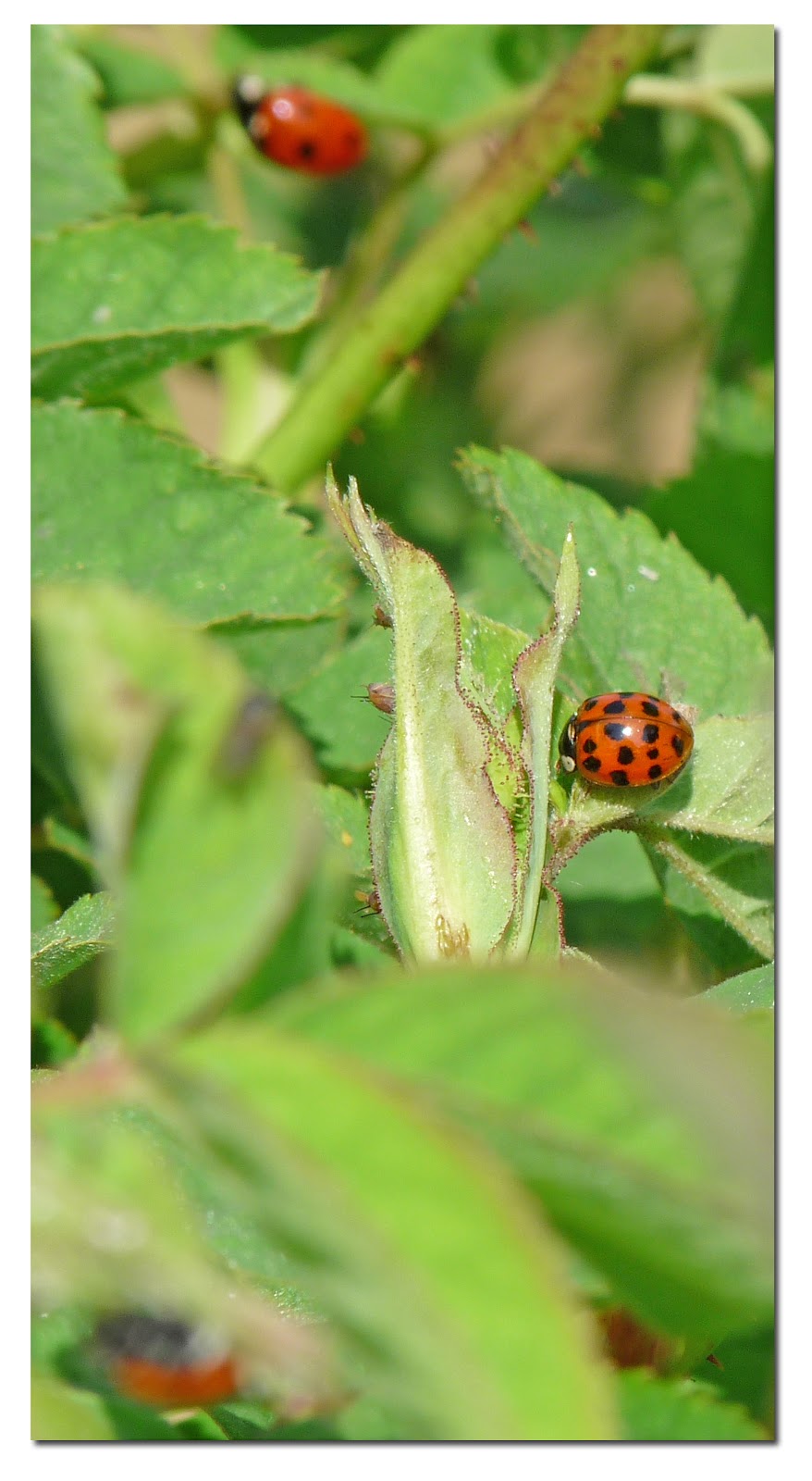 Wild and Wonderful: Ladybird Alert (10): All Kinds at Kenilworth Castle