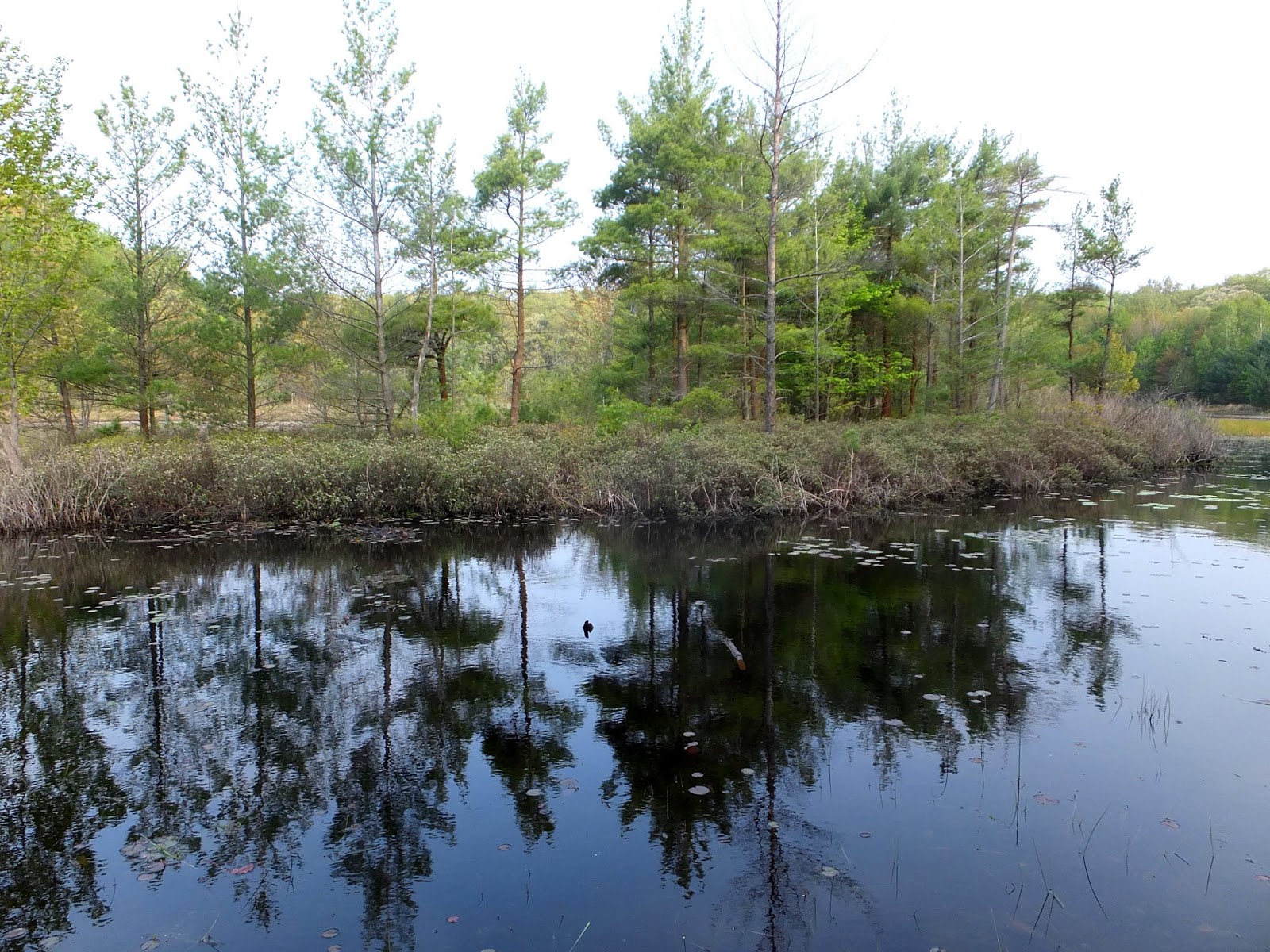 Plants Amaze Me: Lost Lake Muskegon, Michigan