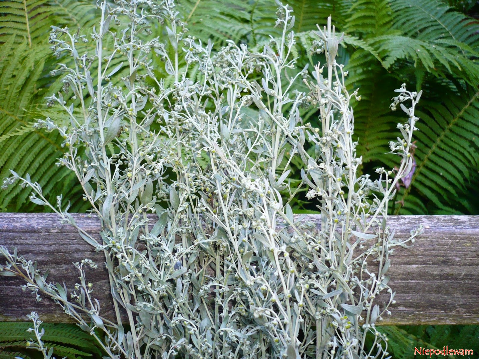 niepodlewam: Bylica piołun – preparaty naturalne na gąsienice bielinka