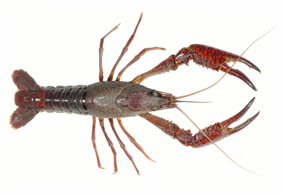 Bioducto: Los cangrejos de río en España