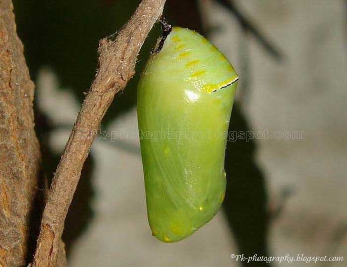 Plain Tiger Butterfly Pupa | Nature, Cultural, and Travel Photography Blog