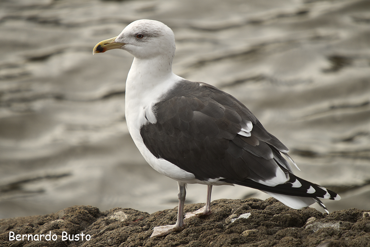 RÍA DE LA VILLA: Gaviotón