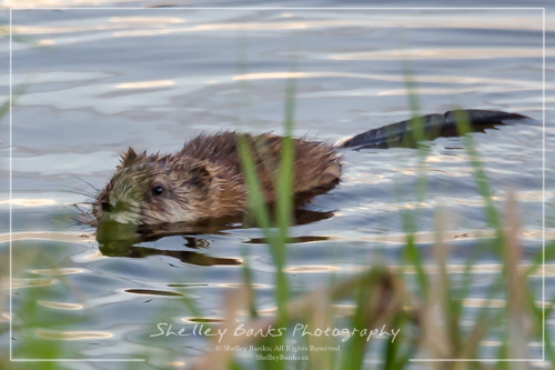 Prairie Nature: Muskrat Swimming at Sunset in an SK Slough