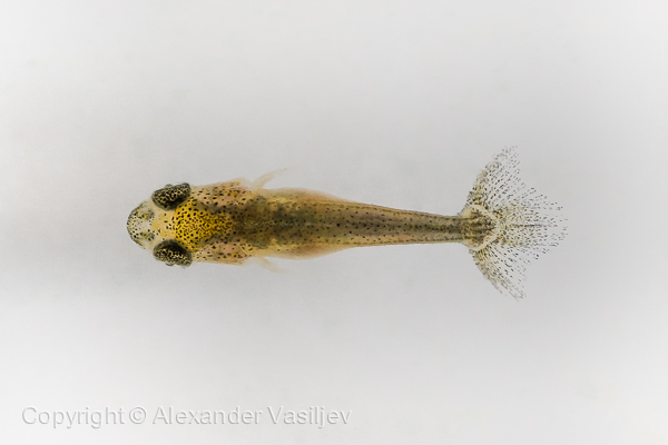 HIGH RANCHU: May 2014