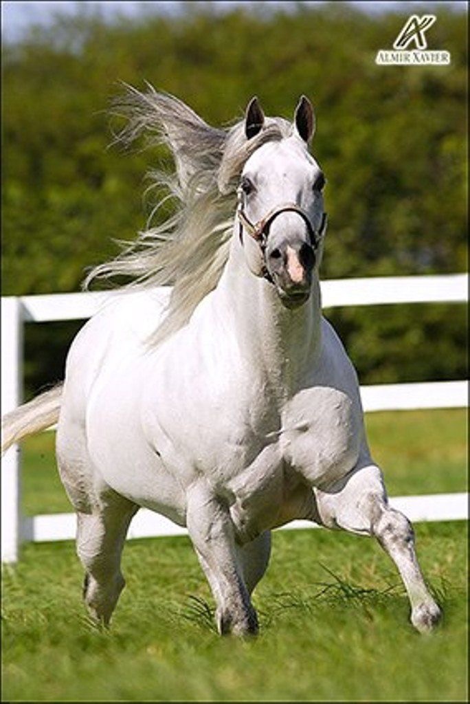 Cavalos | Belas Imagens de Cavalos