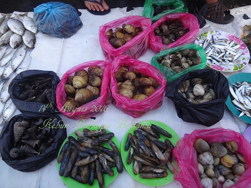 Kebun Bahagia Bersama: ShellOut Lokan