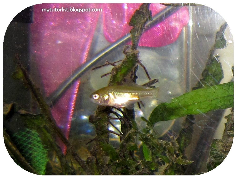 Baby Goldfish For Dinner : Behind Mytutorlist.com