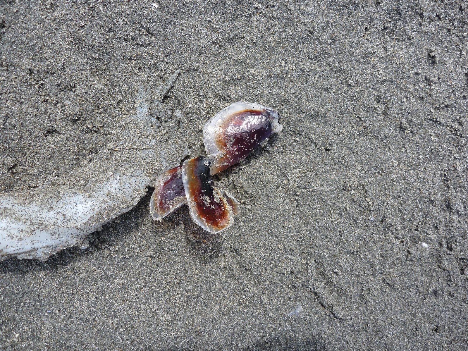 Buzz's Marine Life of Puget Sound: CLUBHOOK SQUID (Onykia robusta ...