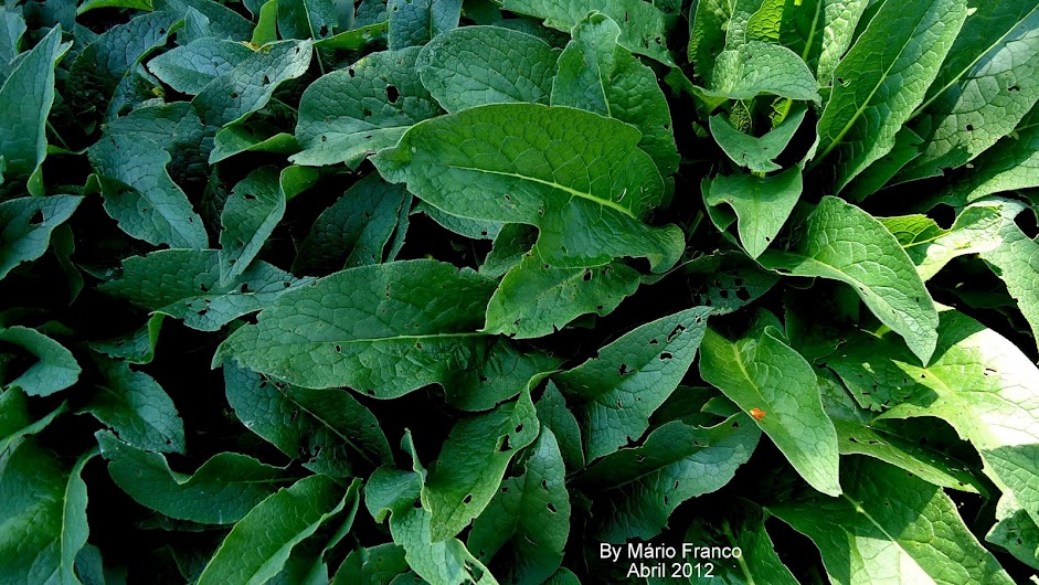 Meu Cantinho Verde: CONFREI - ( Symphytum officinale )