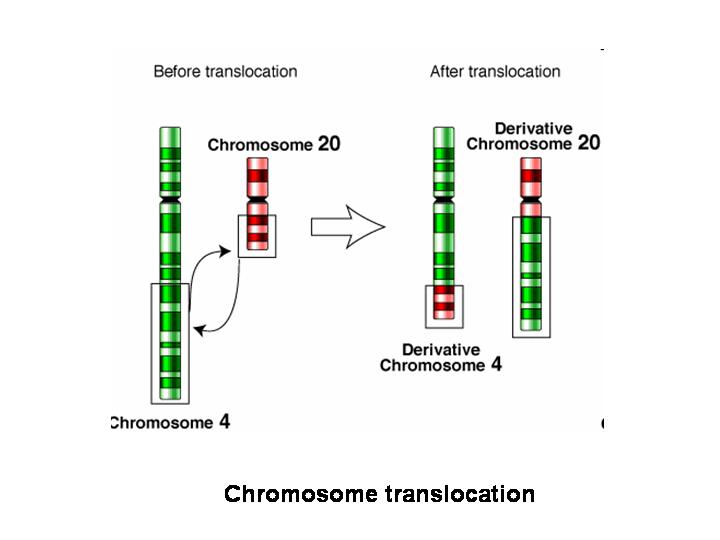 John's StoryBlog: The Secrets of Life (2) - Chromosomes and Health and ...