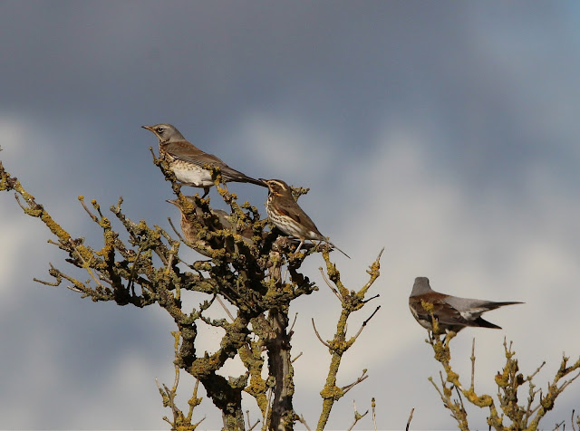 Gibraltar Point Bird Observatory Blog: Mid October 2016