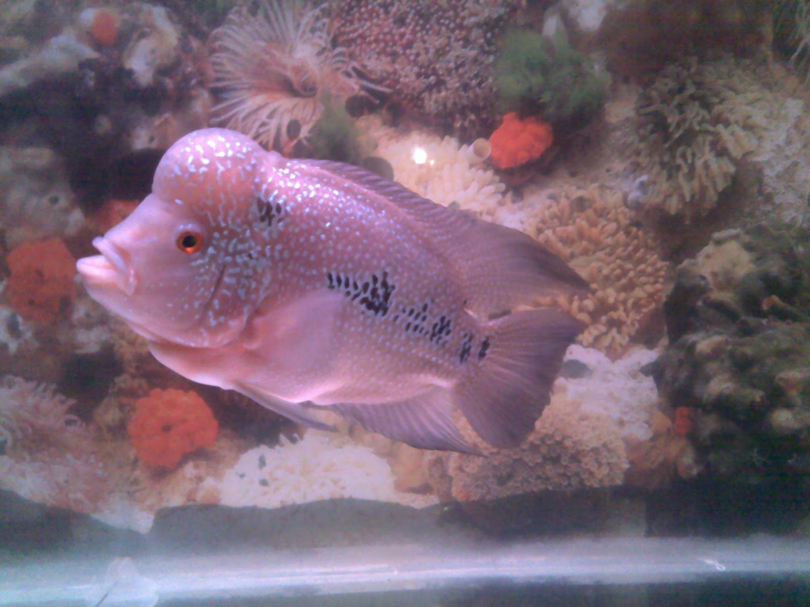 Flowerhorn The Hybrid Cichlids: All About Louhan