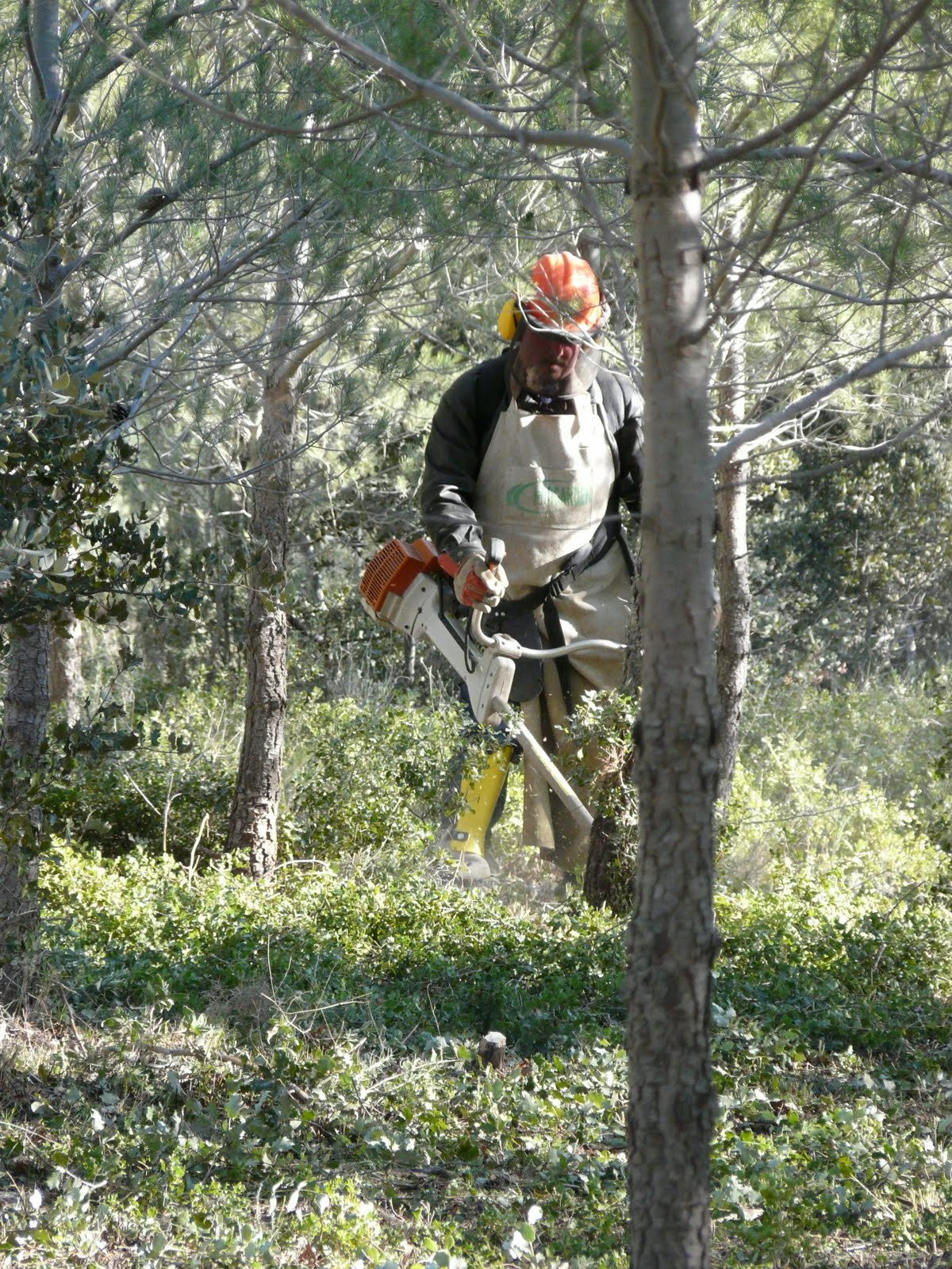 Une forêt en Provence: Travailler