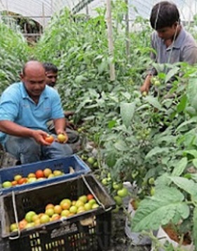Anim Agro Technology: PERTANIAN BANDAR - PROGRAM BERJAYA