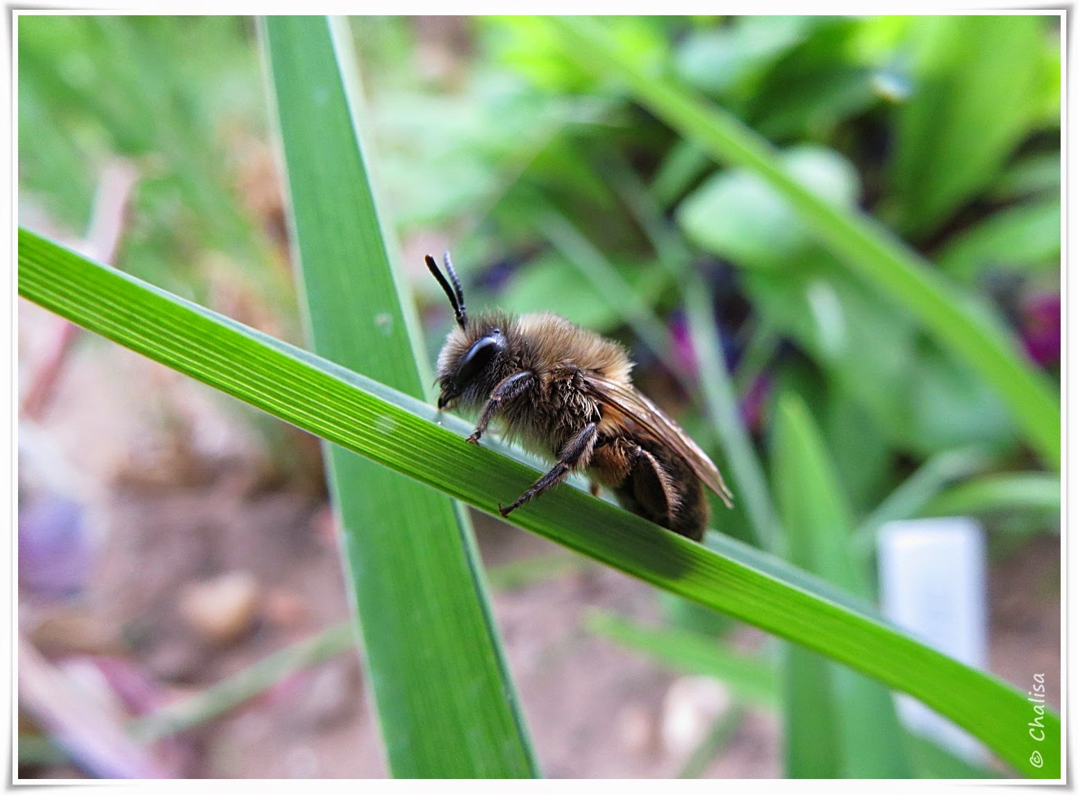 Chalisas Klostergärtchen: Sandbienen/Erdbienen