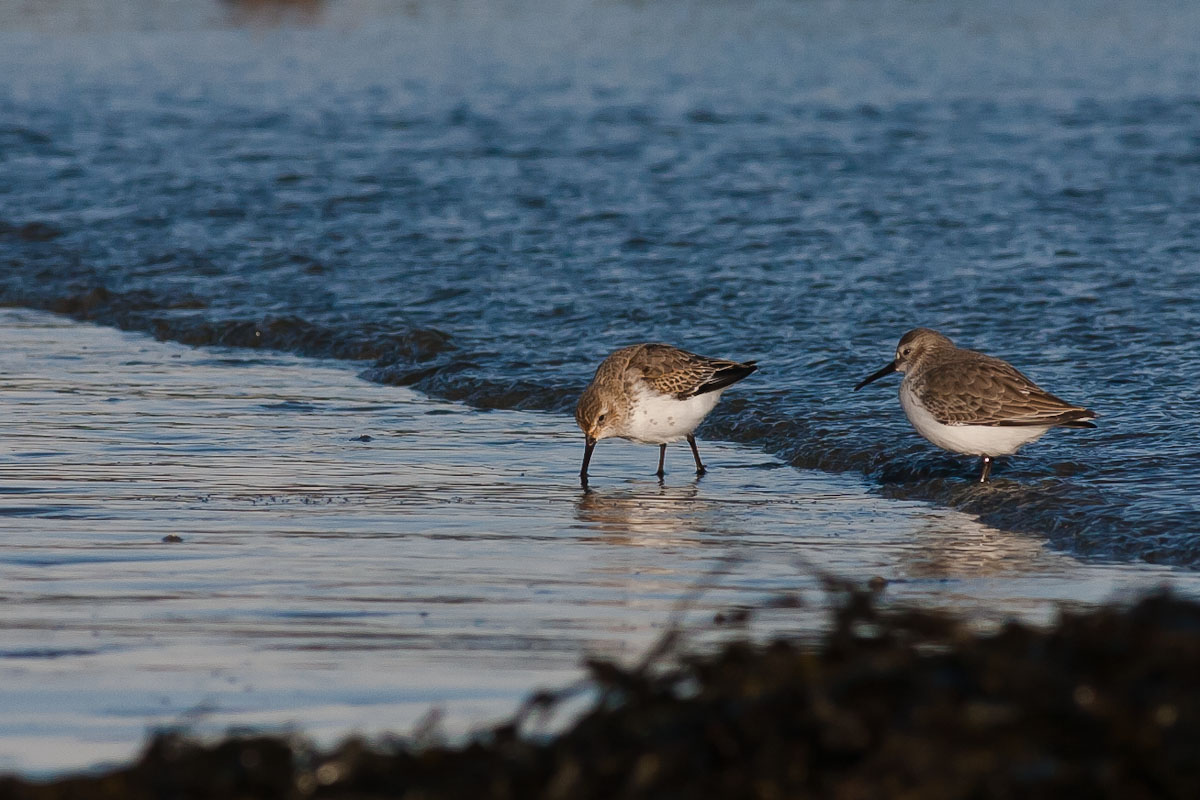Peregrine's Bird Blog: Bar-tailed Godwits and Grey Plover at Killard ...